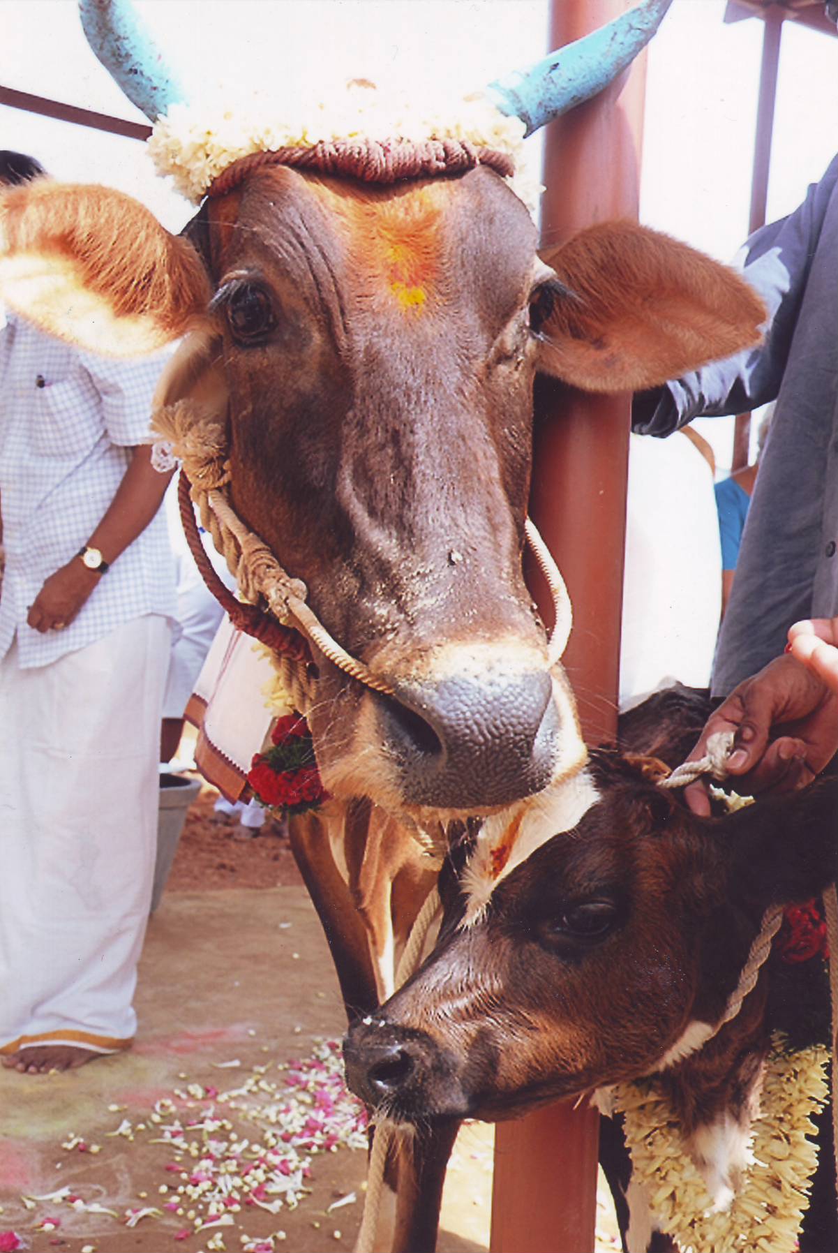 GOSHALA PROJECT | VIDYA VIKASINI INSTITUTIONS